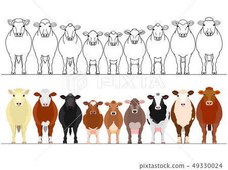 Cattle border full body - Stock Illustration [49330024] - PIXTA