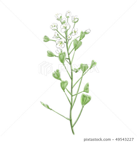 Nazuna _ seasonal flowers _ spring - Stock Illustration [49543227] - PIXTA