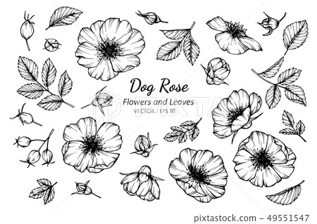 set of dog rose flower and leaves drawing - Stock Illustration ...