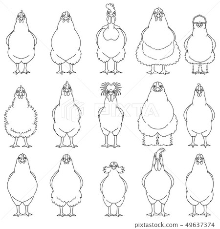 Chicken type Whole body Line art - Stock Illustration [49637374] - PIXTA