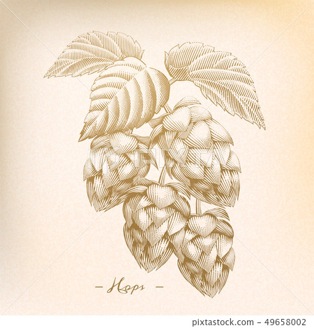 Retro hops in engraving style - Stock Illustration [49658002] - PIXTA