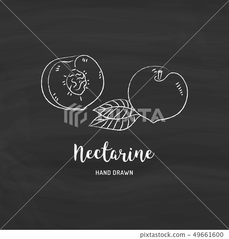 Nectarine fruit drawing, Half nectarine with... - Stock Illustration ...