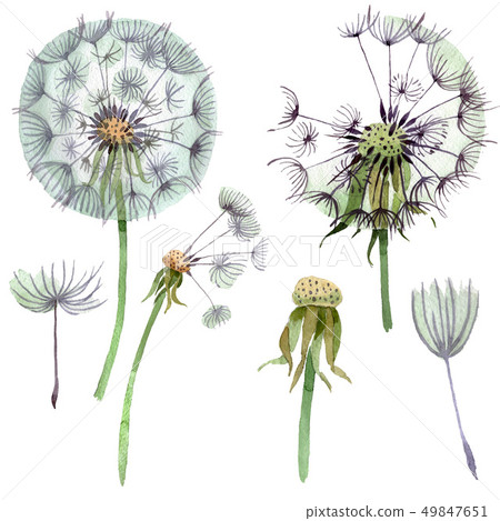 Dandelion blowball with seeds. Watercolor... - Stock Illustration ...
