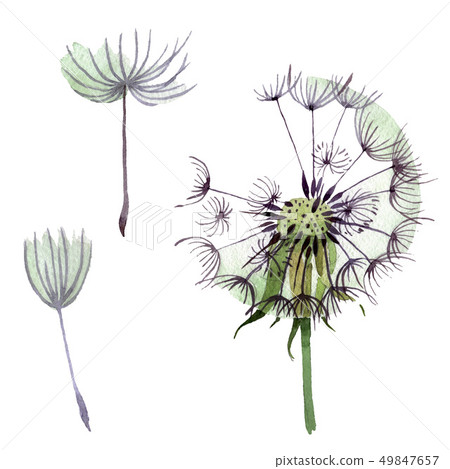 Dandelion blowball with seeds. Watercolor... - Stock Illustration ...