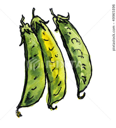Snap pea 19418 pix7 - Stock Illustration [49965896] - PIXTA