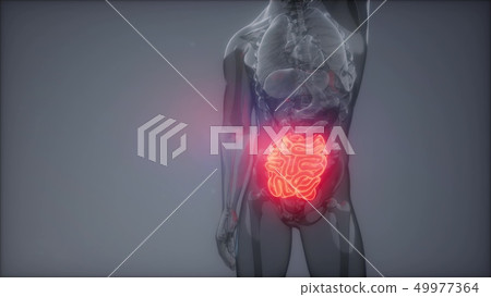 Human Small Intestine Radiology Exam - Stock Illustration [49977364 ...