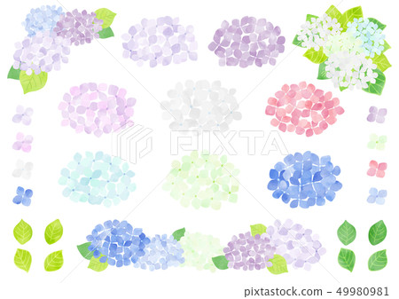 Hydrangea parts set - Stock Illustration [49980981] - PIXTA