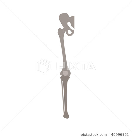 Bones of human leg vector flat illustration... - Stock Illustration ...