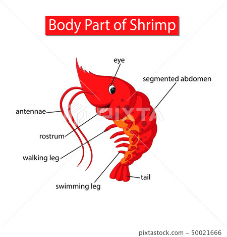 Diagram showing body part of shrimp - Stock Illustration [50021666] - PIXTA