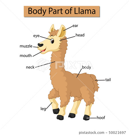 Diagram showing body part of Llama - Stock Illustration [50021697] - PIXTA