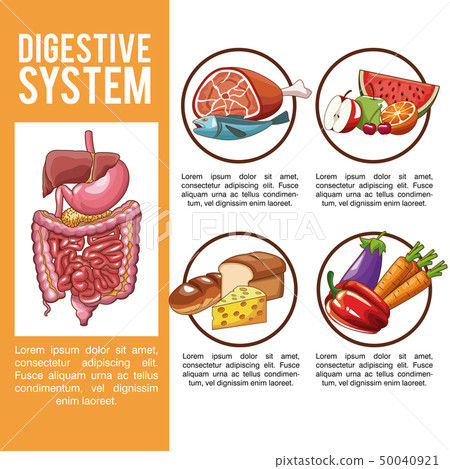 Digestive system poster - Stock Illustration [50040921] - PIXTA