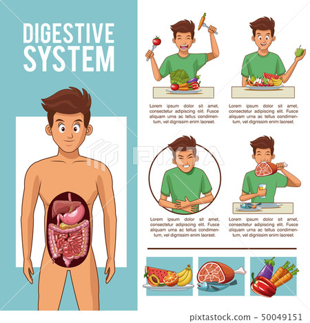 Digestive system infographic - Stock Illustration [50049151] - PIXTA