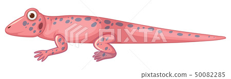 pink lizard white background - Stock Illustration [50082285] - PIXTA