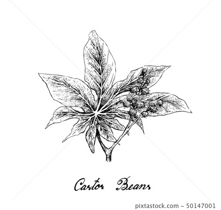 Hand Drawn of Castor Beans on White Background - Stock Illustration ...