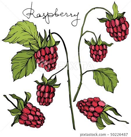 Vector Raspberry healthy food isolated. Red and... - Stock Illustration ...