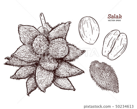 Salak fruit. Hand draw sketch vector. - Stock Illustration [50234613 ...