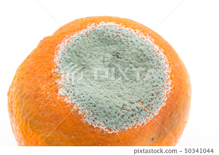 Penicillium Fungi On Fruit