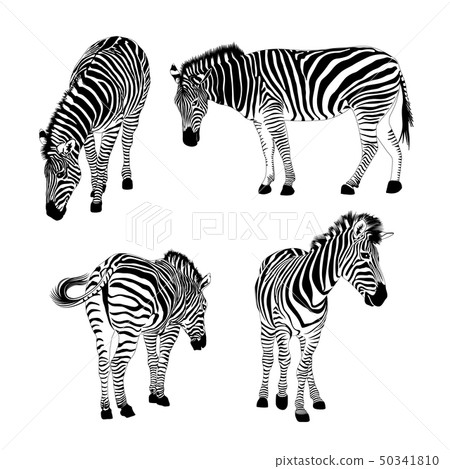 Set of zebras. Wild animal texture. - Stock Illustration [50341810] - PIXTA