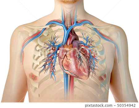 Human heart with vessels and bronchial tree. Front-插圖素材 [50354942 ...