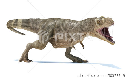 T-rex full body perspective view. - Stock Illustration [50378249] - PIXTA