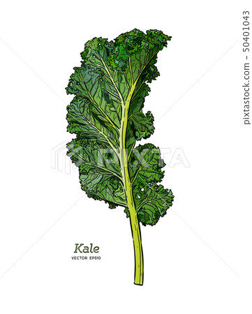 Kale, Hand draw sketch vector. Vegetable. - Stock Illustration ...