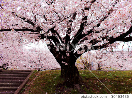 Big cherry tree - Stock Photo [50463486] - PIXTA