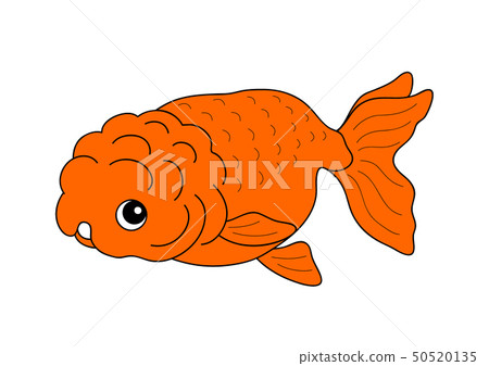 Goldfish Ranchu Ranchu - Stock Illustration [50520135] - PIXTA