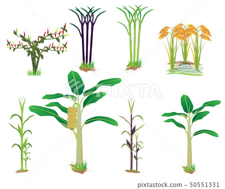 vegetable plant vector design - Stock Illustration [50551331] - PIXTA