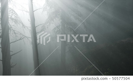 Misty Spring Morning in Pine Tree Forest - Stock Illustration [50577504 ...