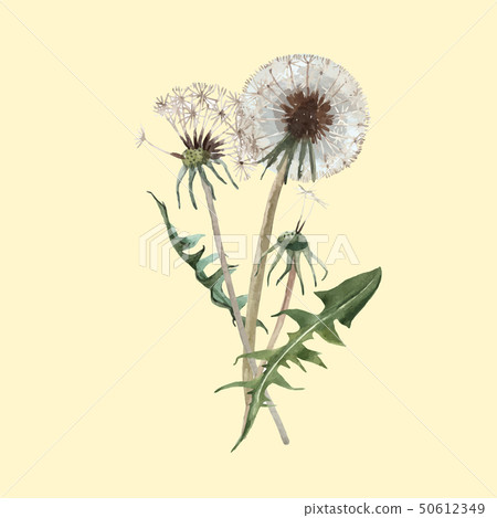 Watercolor dandelion blowball vector illustration - Stock Illustration ...