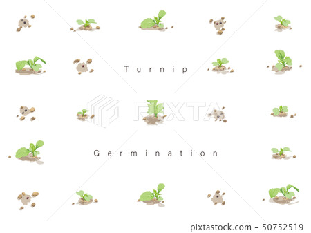 Cub sprout sprout illustration 03 - Stock Illustration [50752519] - PIXTA