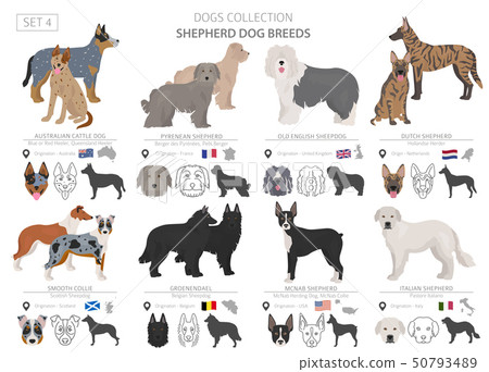 Herding Dog Breed Chart