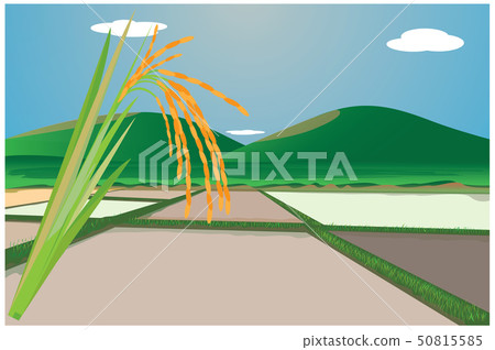 paddy field vector design - Stock Illustration [50815585] - PIXTA