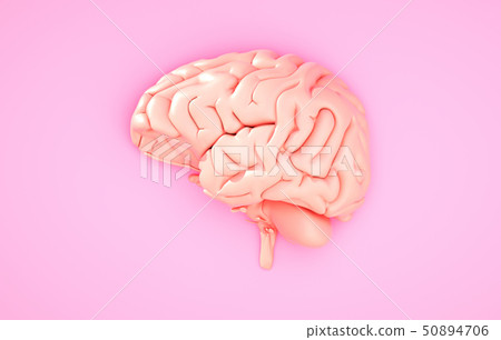 Pink brain on the color background - Stock Illustration [50894706] - PIXTA