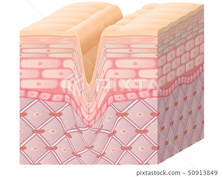 Skin cross section (wrinkles) - Stock Illustration [50913849] - PIXTA