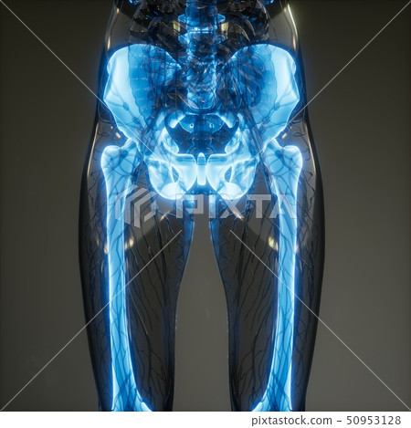 Transparent Human Body with Visible Bones - Stock Illustration ...