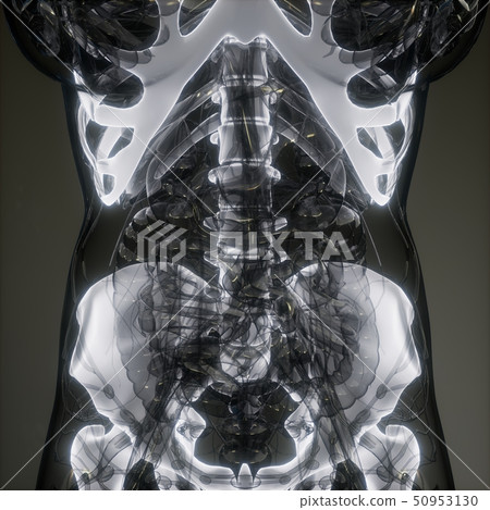 Transparent Human Body with Visible Bones - Stock Illustration ...