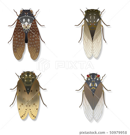 Set of encyclopedia of insects illustration 006 - Stock Illustration ...