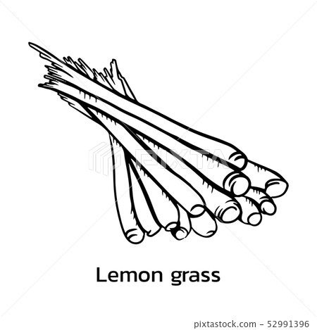 lemongrass vector illustration. - Stock Illustration [52991396] - PIXTA
