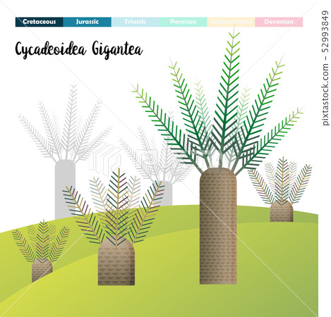 Cycadeoidea gigantea - Stock Illustration [52993849] - PIXTA