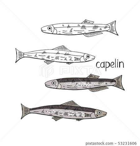Hand drawn fish capelin black and white and color - Stock Illustration ...