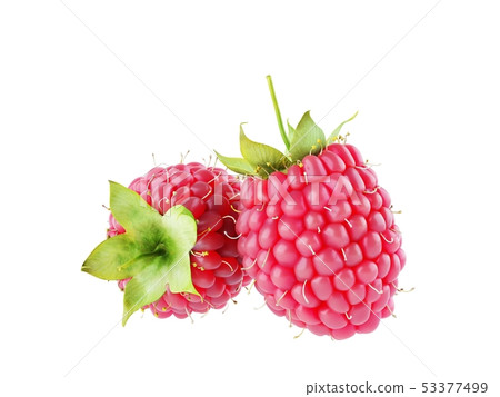 Isolated berries. Two raspberry fruits isolated on - Stock Illustration ...
