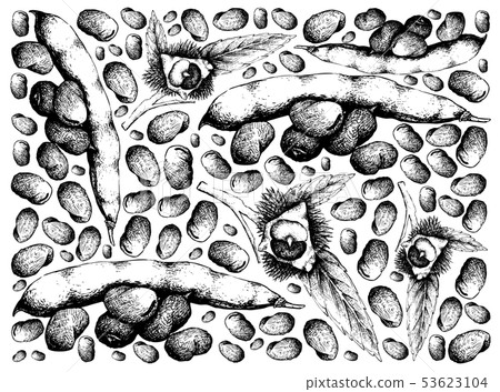 Hand Drawn Background of Fava Beans and Japanese - Stock Illustration ...