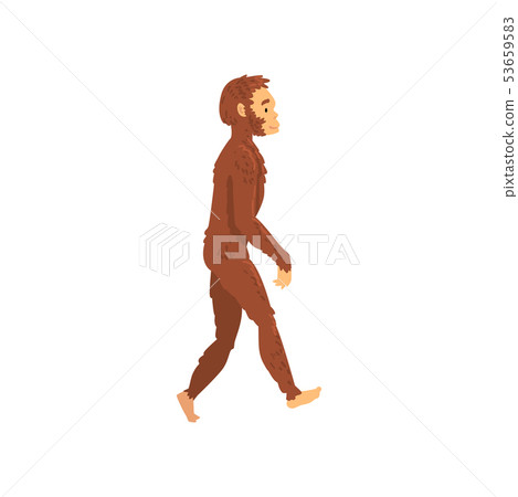 Homo Erectus, Biology Human Evolution Stage,... - Stock Illustration ...