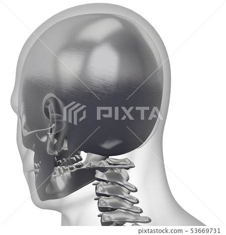 3d rendering of skull - Stock Illustration [53669731] - PIXTA