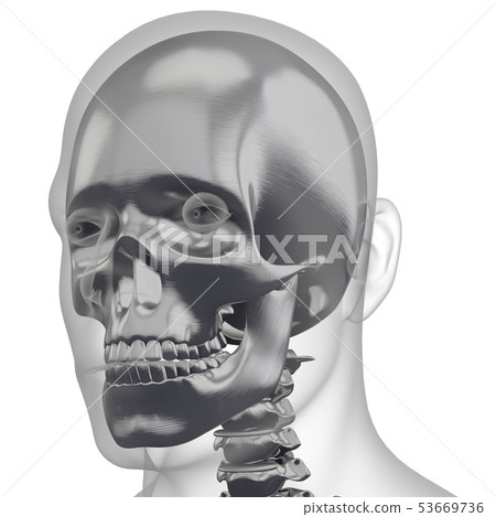3d rendering of skull - Stock Illustration [53669736] - PIXTA