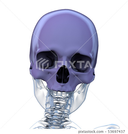 3d rendering of skull - Stock Illustration [53697437] - PIXTA