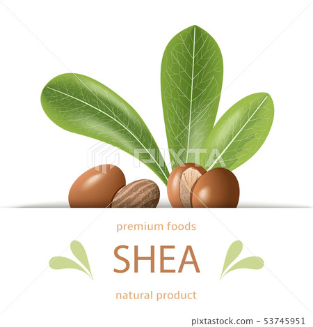 Ripe shea nuts and leaves label. shi tree pods - Stock Illustration ...