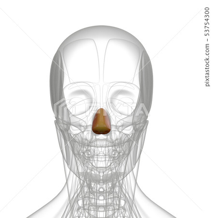 3d rendering of dilator naris - Stock Illustration [53754300] - PIXTA