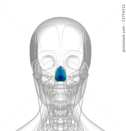 3d rendering of dilator naris - Stock Illustration [53754312] - PIXTA